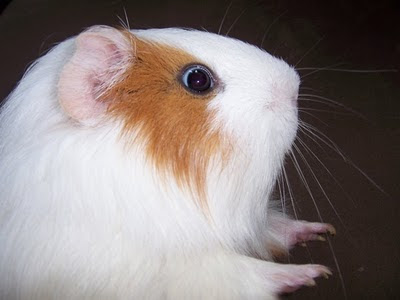 Duel Living: Vampire Penguins And Zombie Guinea Pigs Are Awesome...